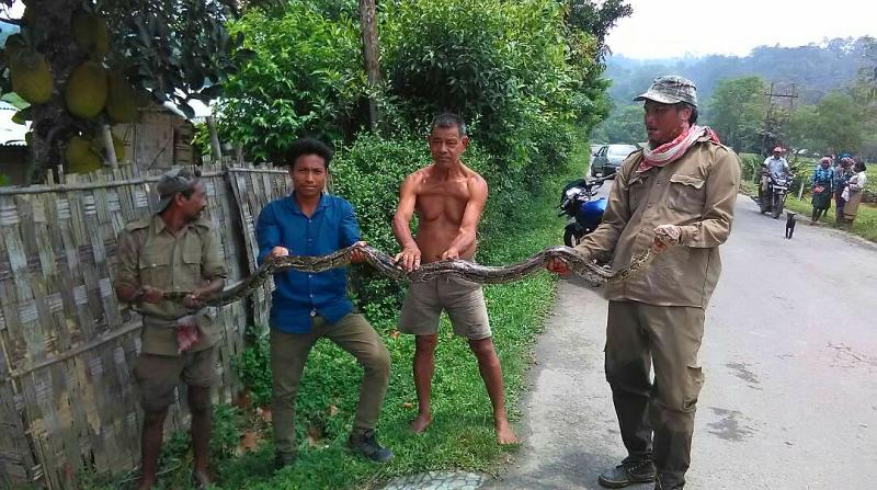 Python rescued in Namrup | Assam Times